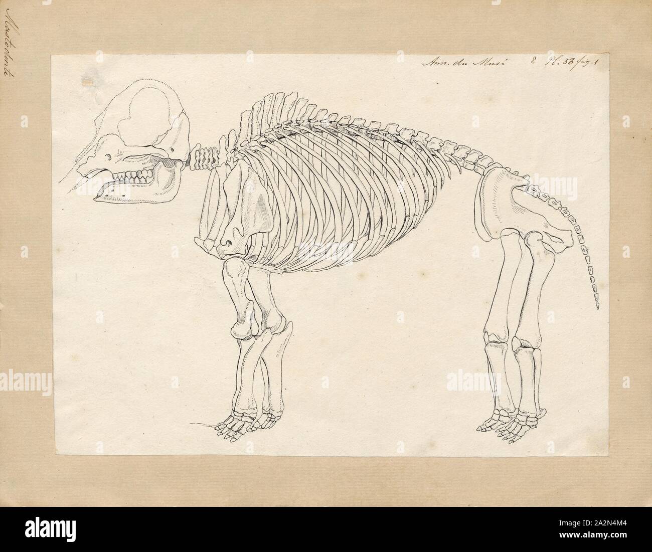 Mastodon spec., Print, Mastodons are any species of extinct ...