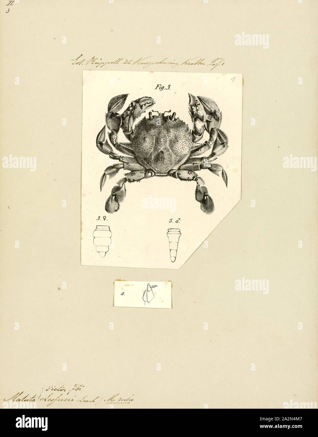 Matuta lessueri, Print, Matuta is a genus of crabs in the family ...