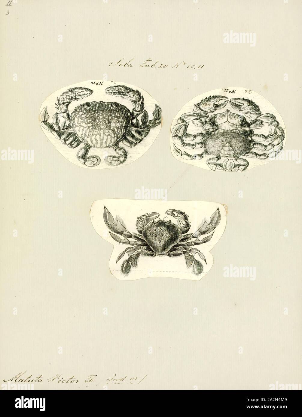 Matuta victor, Print, Matuta is a genus of crabs in the family ...