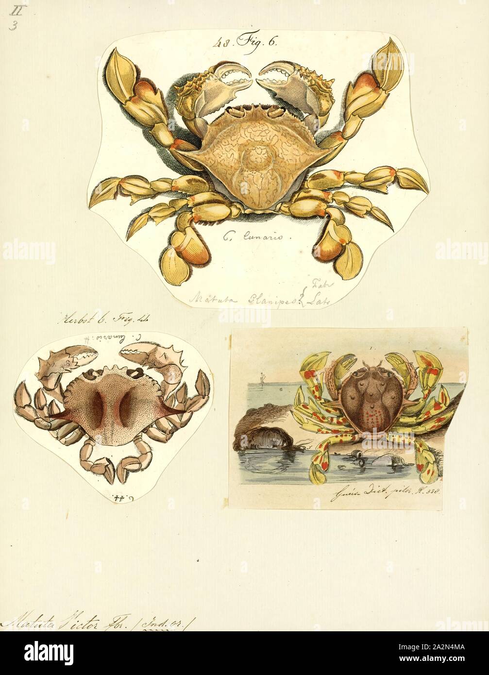 Matuta victor, Print, Matuta is a genus of crabs in the family ...