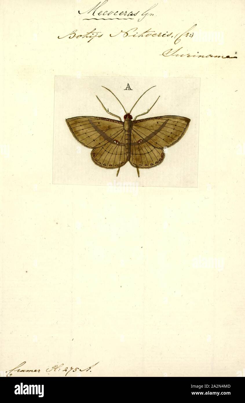 Mecoceras, Print, Ametris is a genus of moths in the family Geometridae ...