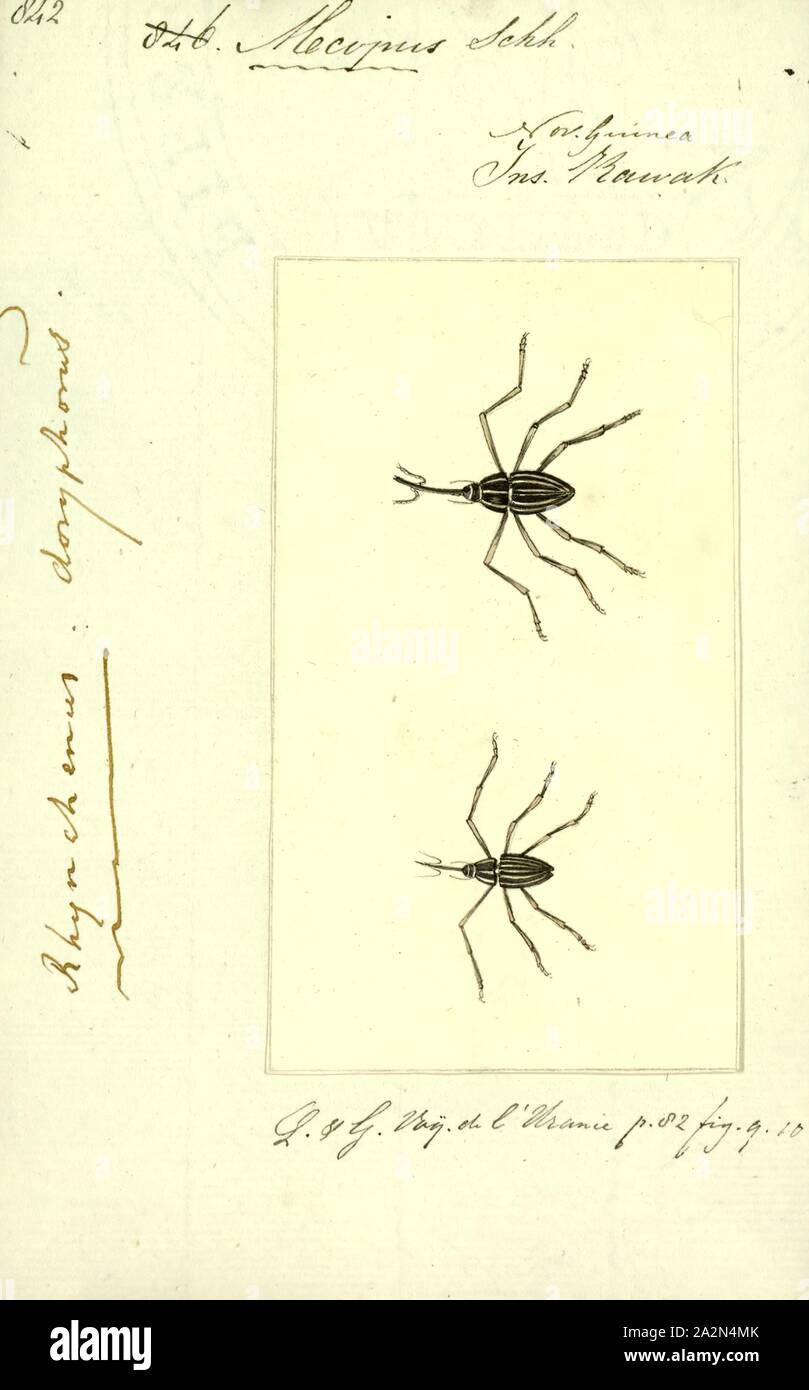 Mecopus hi-res stock photography and images - Alamy