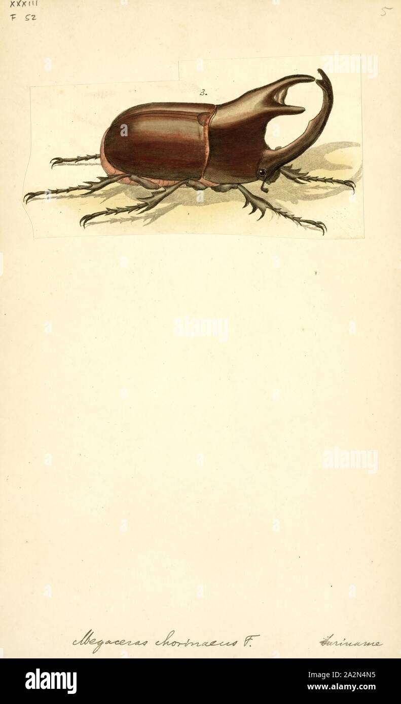 Megaceras hi-res stock photography and images - Alamy