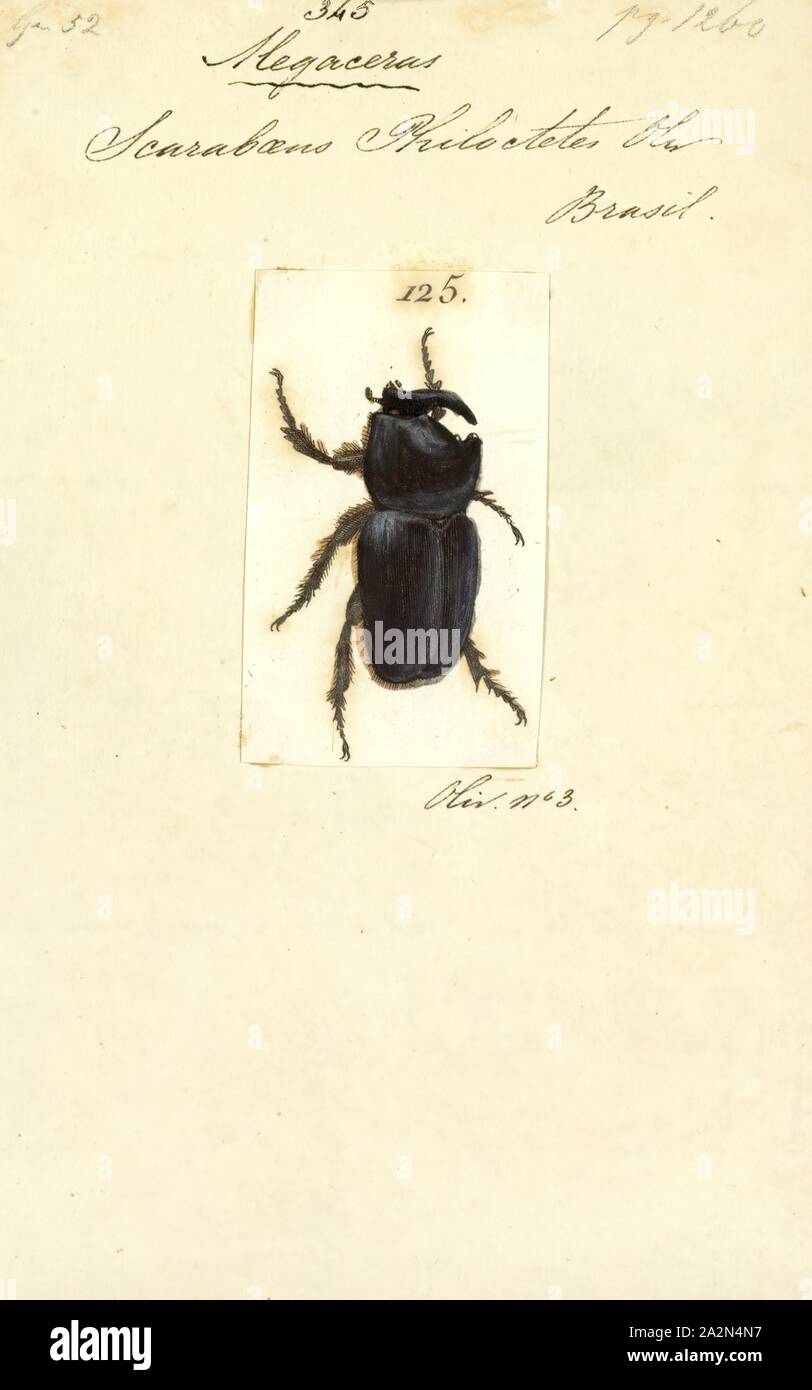 Megaceras hi-res stock photography and images - Alamy