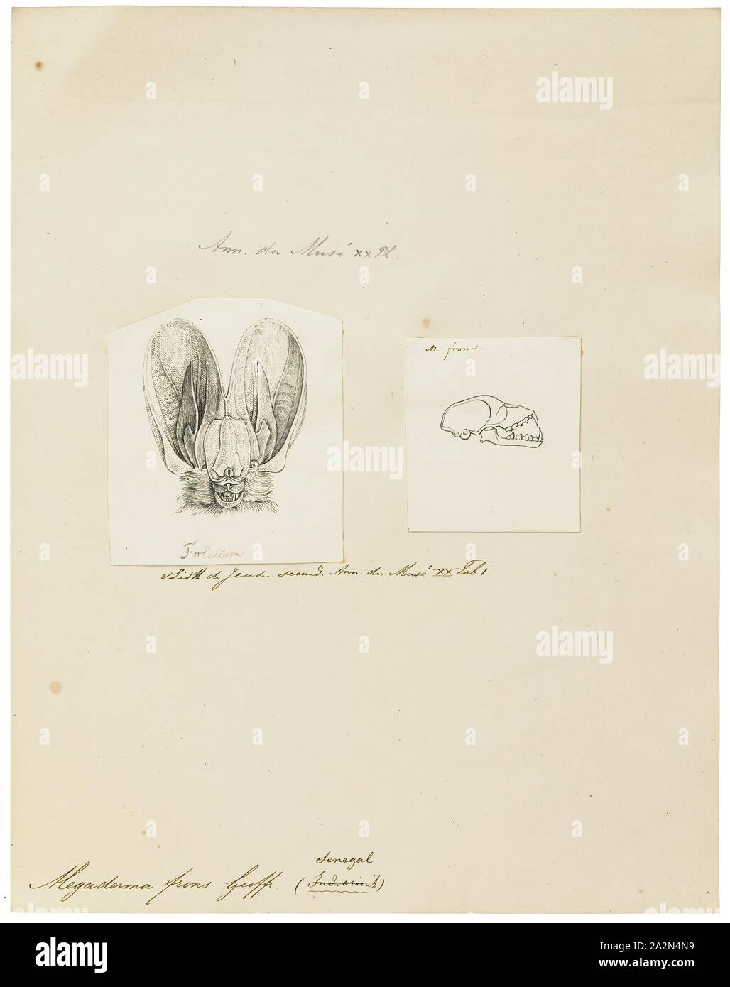 Megaderma frons hi-res stock photography and images - Alamy