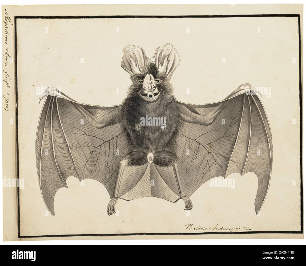 Vampire Bat Speicies