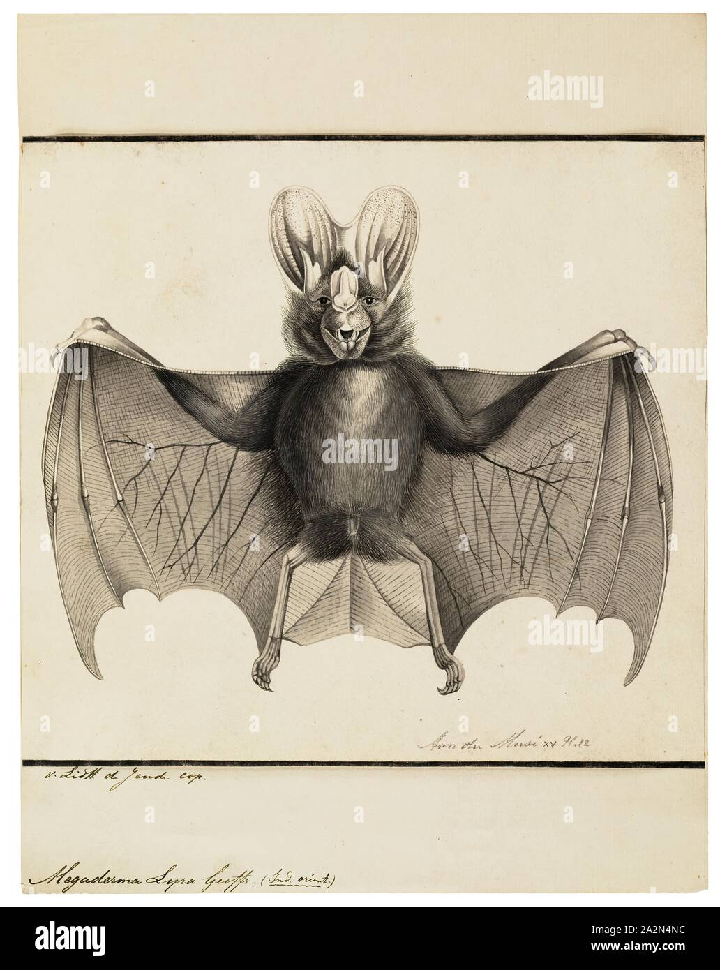 Greater False Vampire Bat