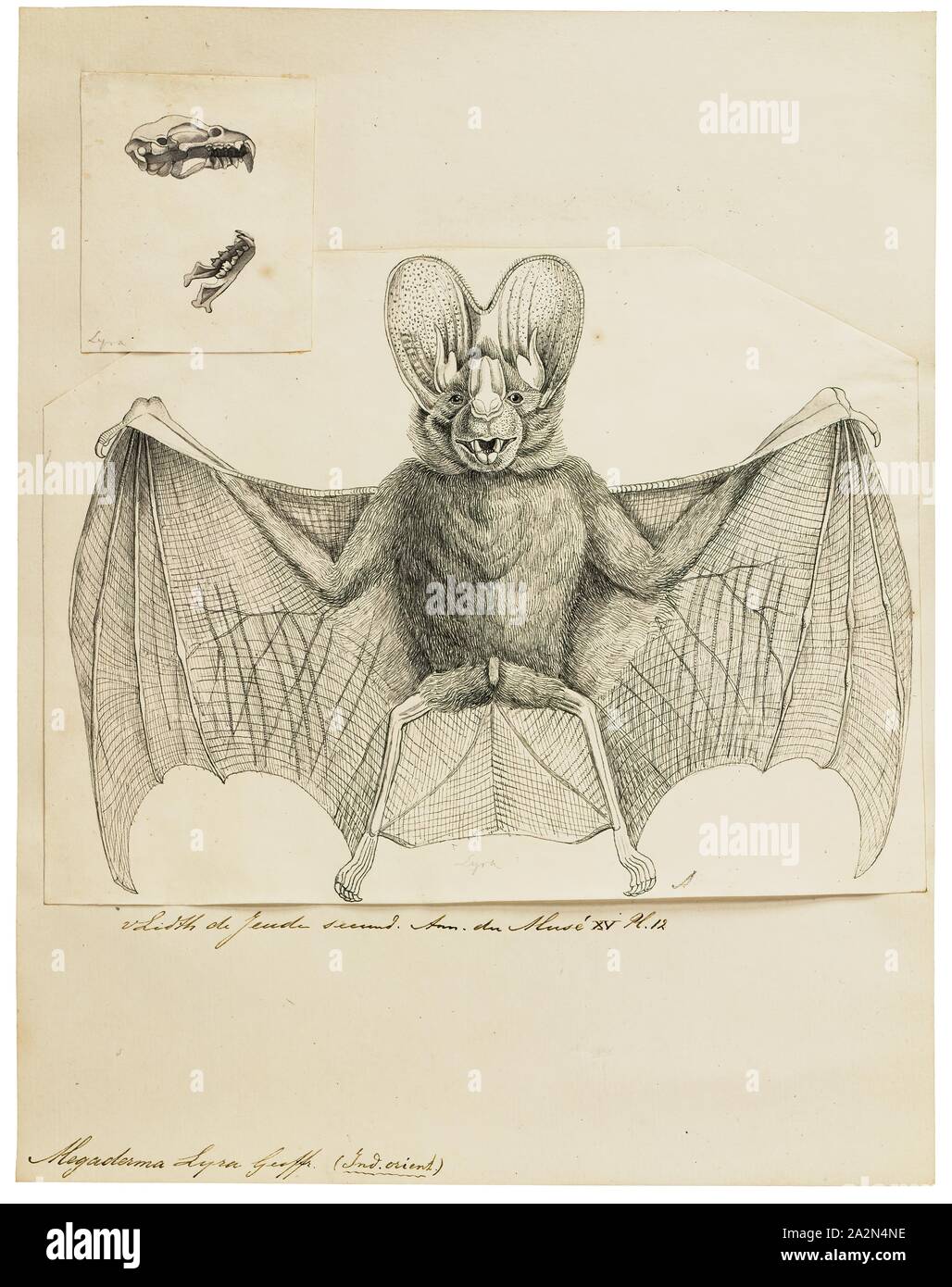 Megaderma hi-res stock photography and images - Alamy