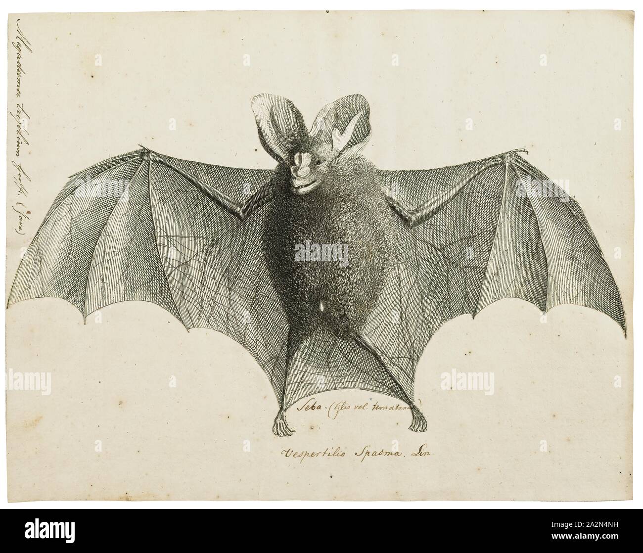 Megaderma Cut Out Stock Images & Pictures - Alamy