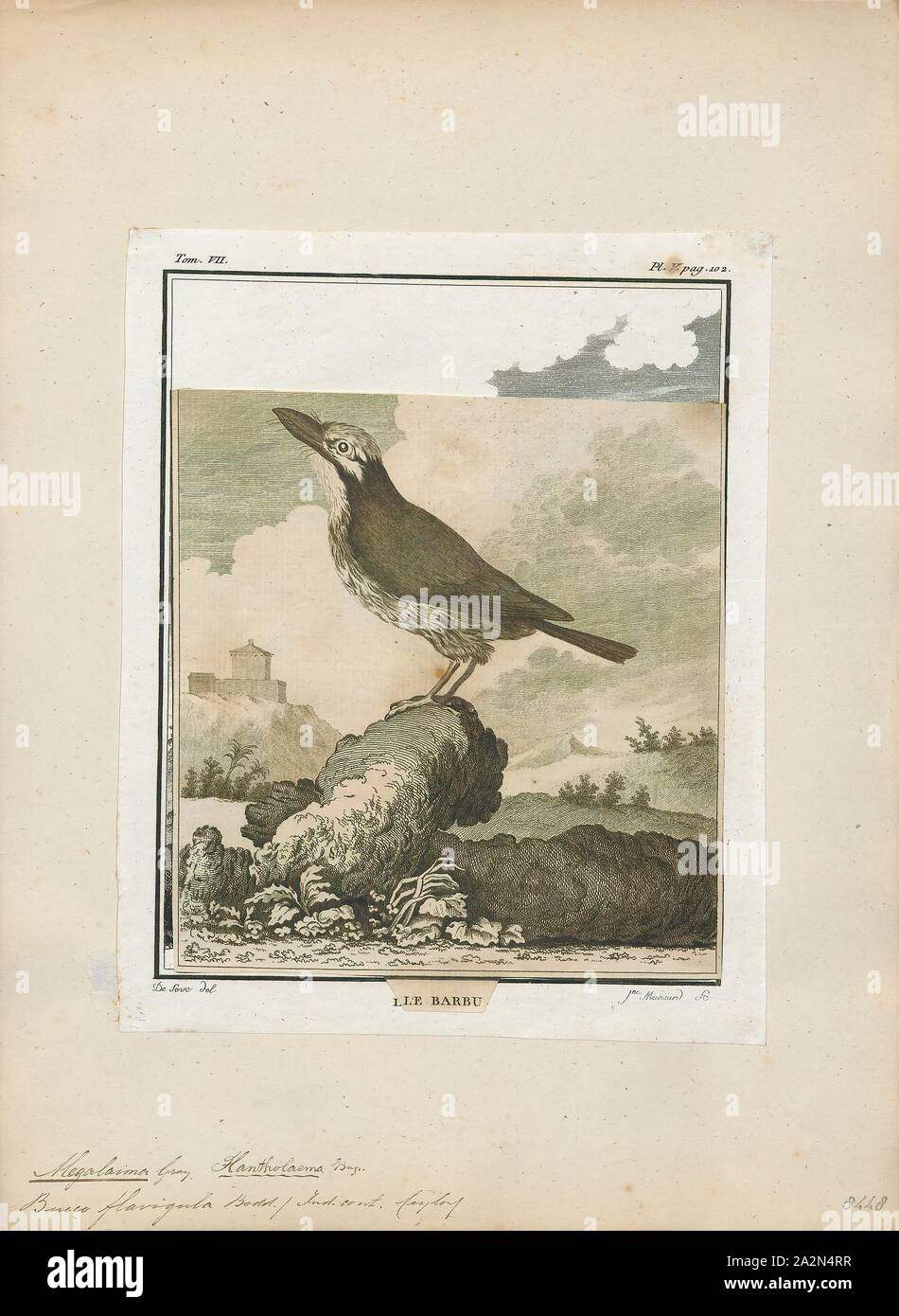 Megalaima haemacephala, Print, The coppersmith barbet (Psilopogon ...