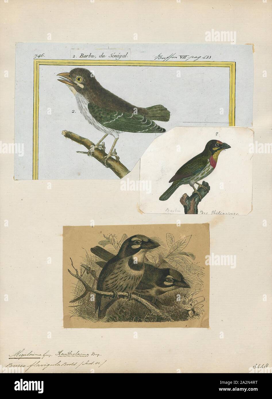 Asian insects hi-res stock photography and images - Alamy