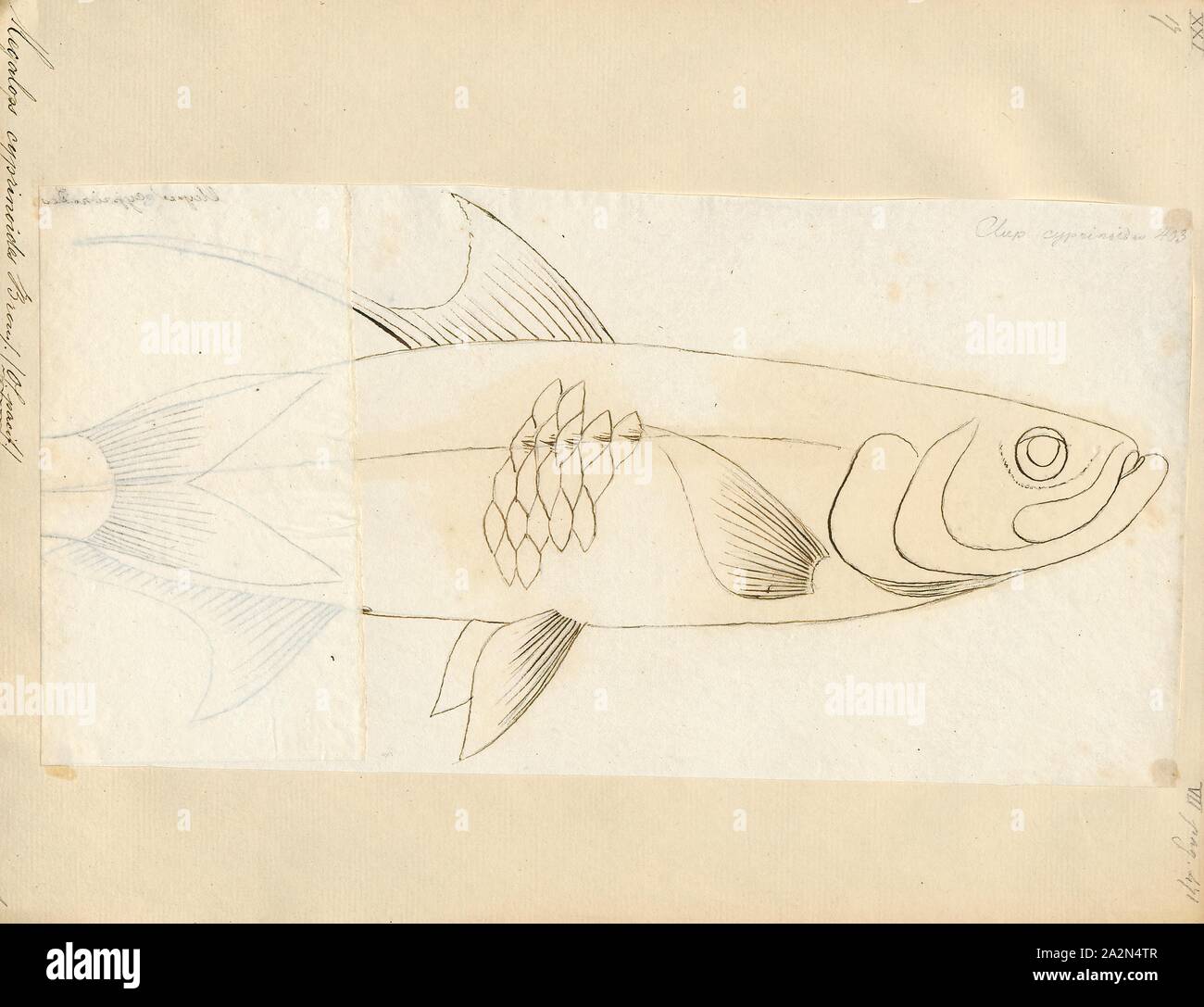 Megalops cyprinoides, Print, The Indo-Pacific tarpon (Megalops ...