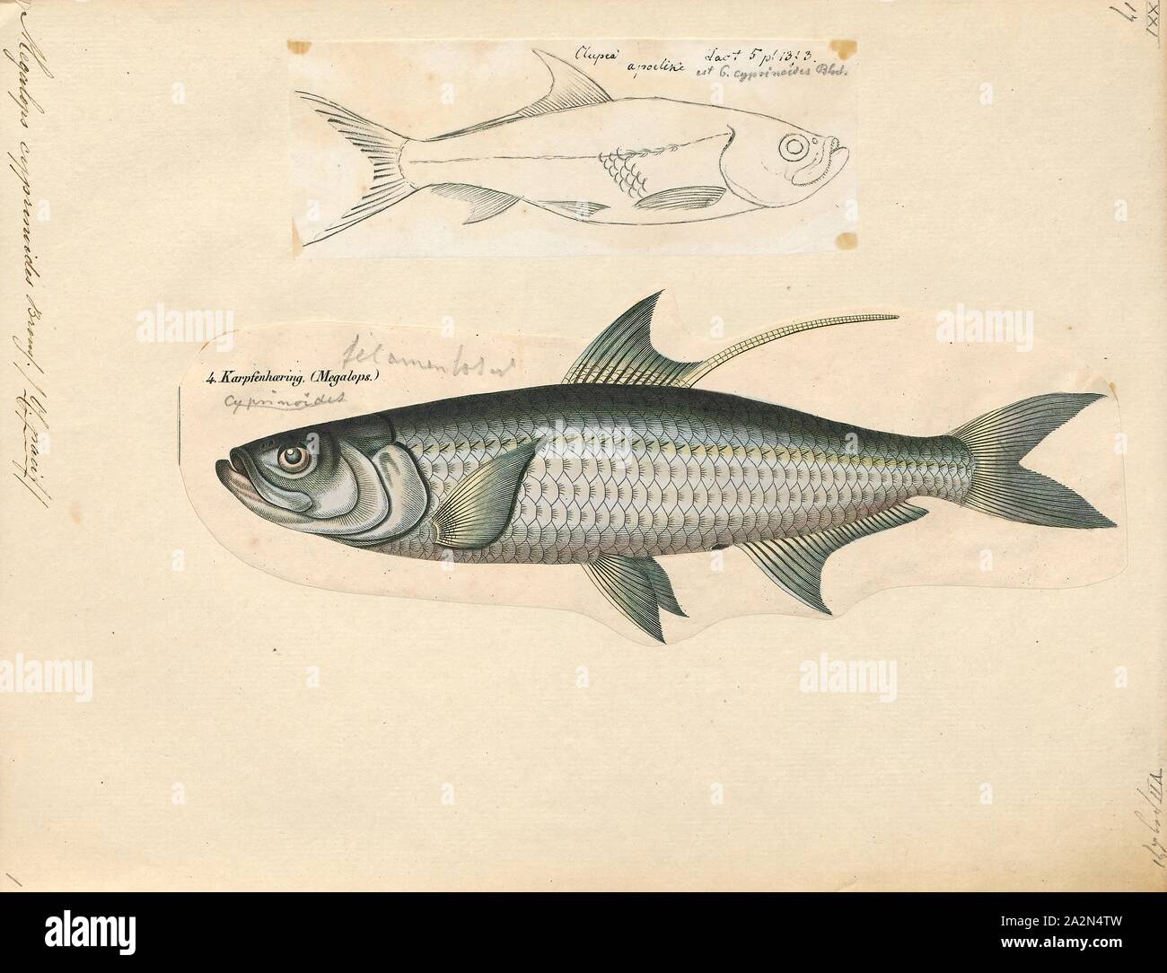 Indo Pacific Tarpon High Resolution Stock Photography and Images - Alamy