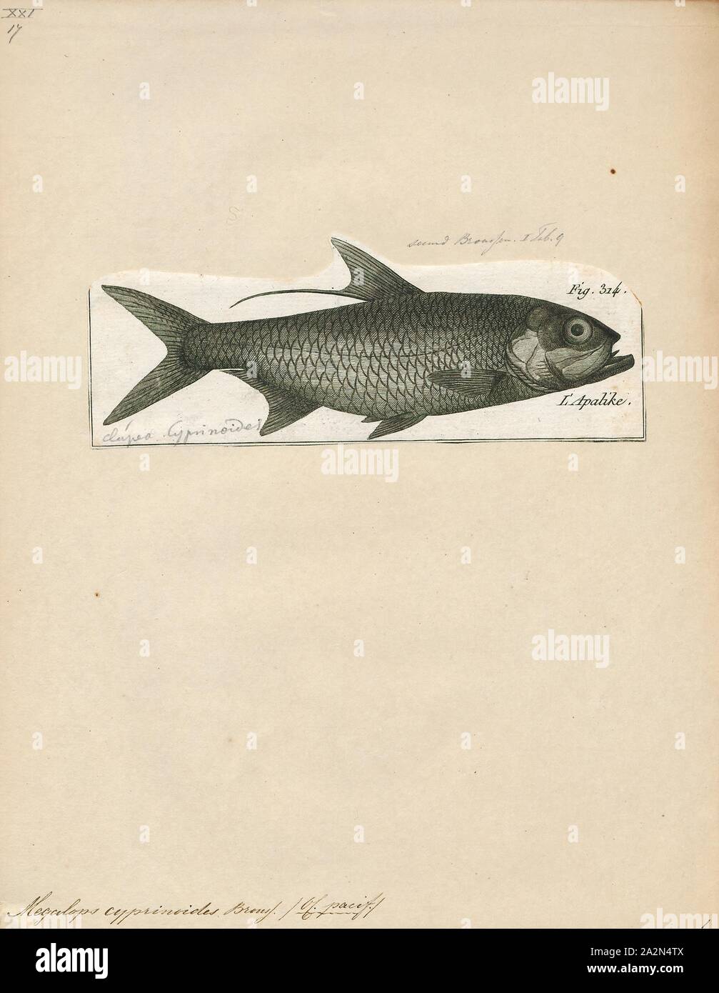 Megalops cyprinoides hi-res stock photography and images - Alamy