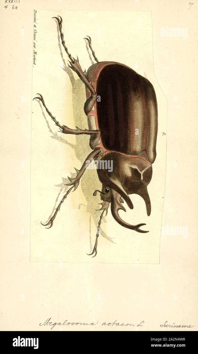 Megasoma species hi-res stock photography and images - Alamy