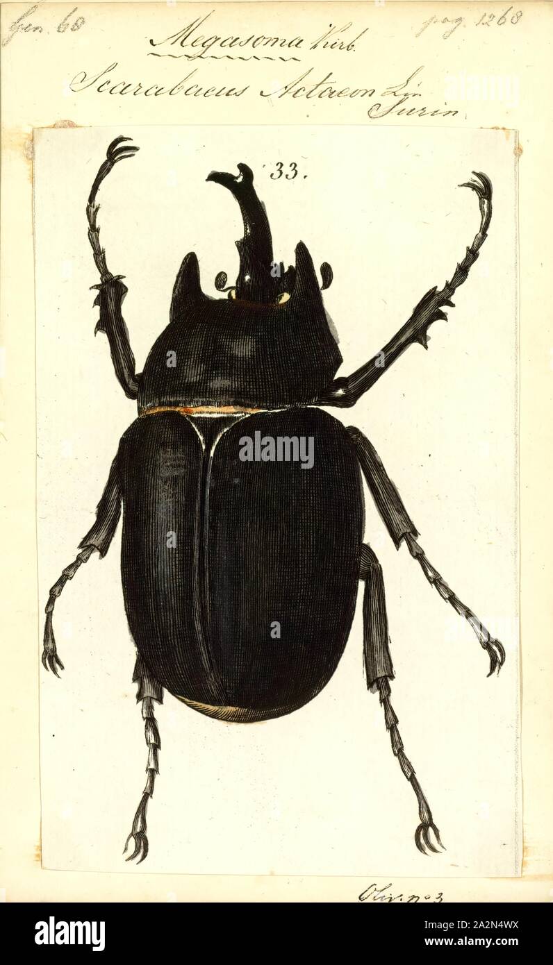 Megasoma species hi-res stock photography and images - Alamy