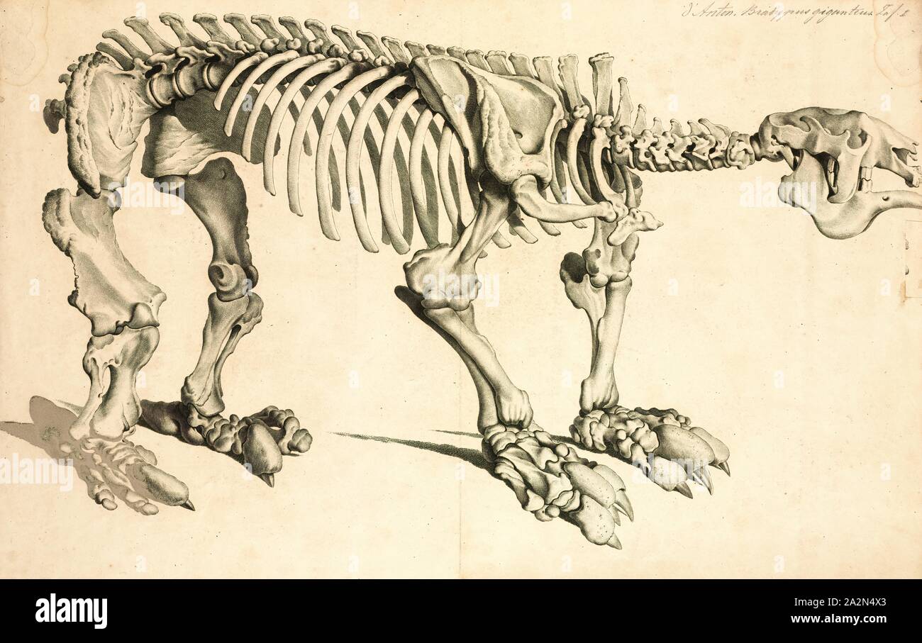 Megatherium cuvierii, Print, Megatherium was a genus of elephant-sized ...