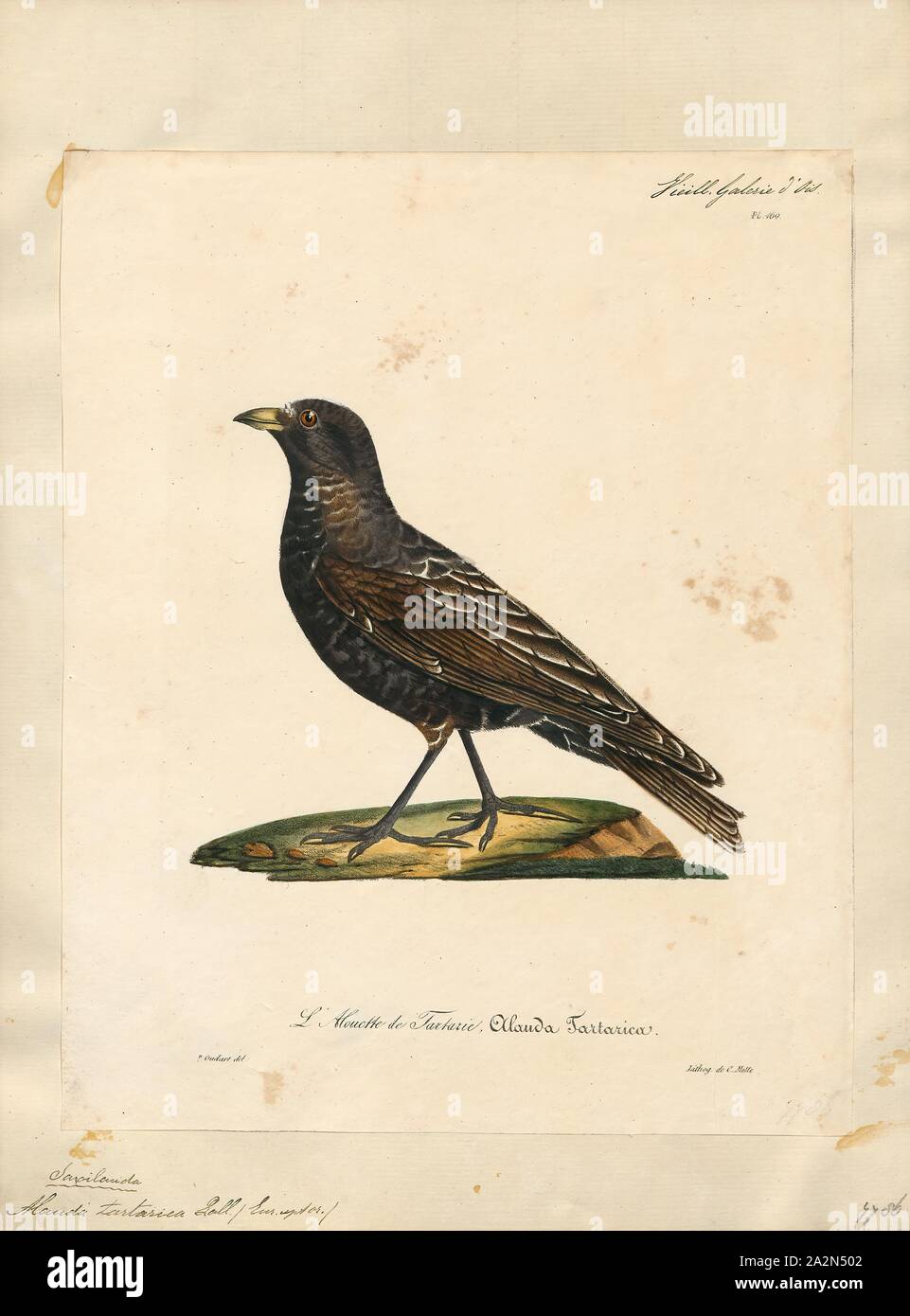 Melanocorypha tartarica, Print, Melanocorypha is a small genus of birds ...