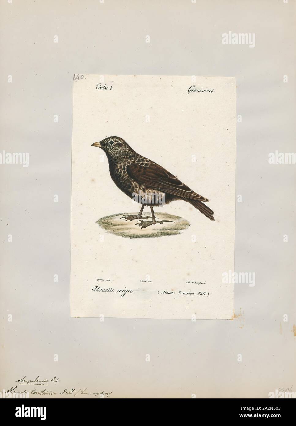 Melanocorypha tartarica, Print, Melanocorypha is a small genus of birds ...