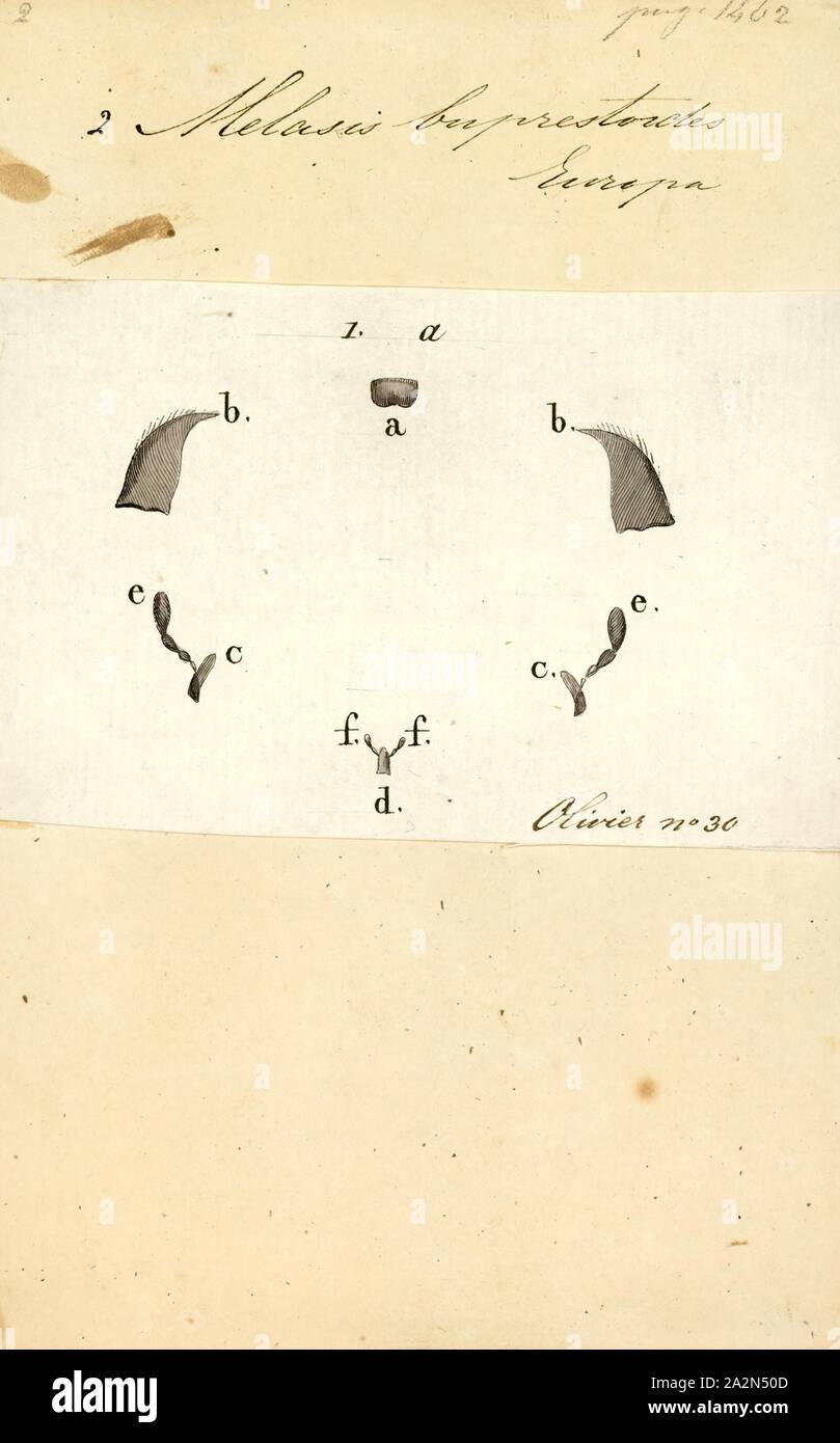 Melasis, Print, Melasis is a genus of soldier beetles native to North ...