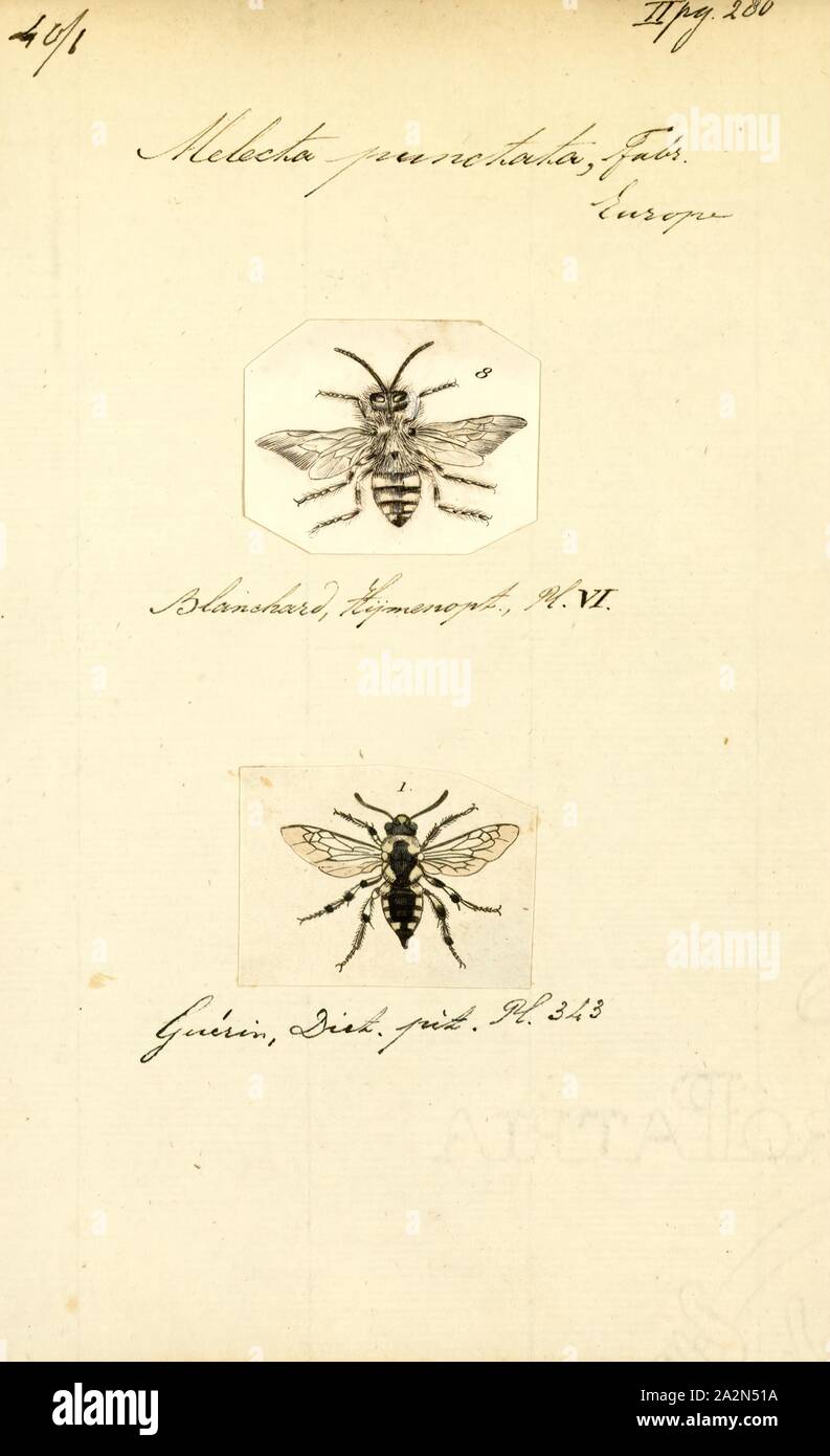 Melecta, Print, Melecta is a genus of digger-cuckoo bees in the family ...