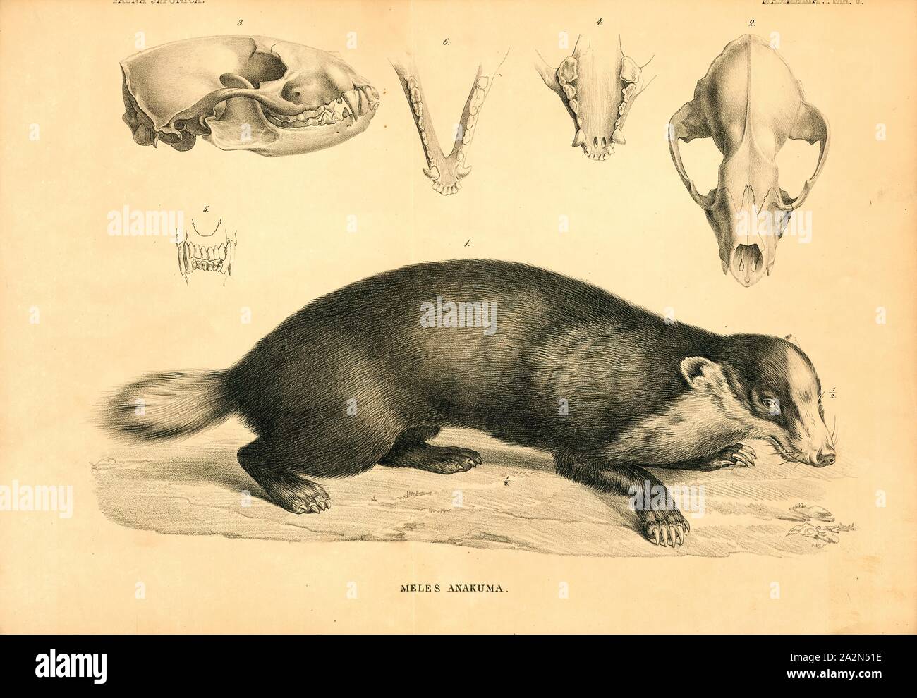 Meles anakuma hi-res stock photography and images - Alamy