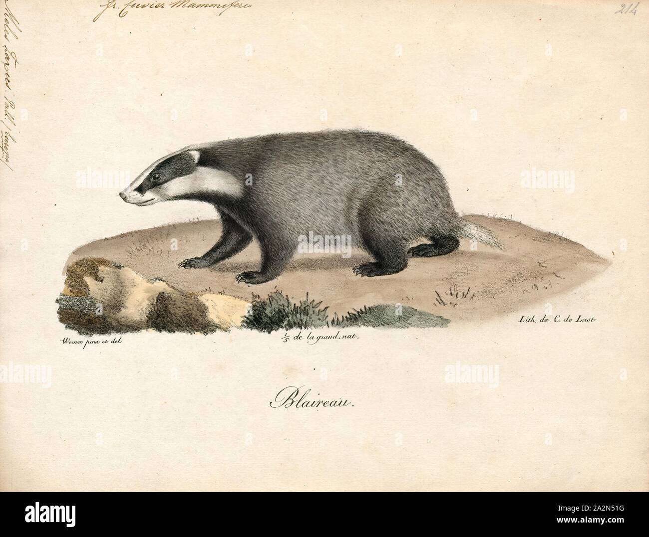 Meles taxus hi-res stock photography and images - Alamy