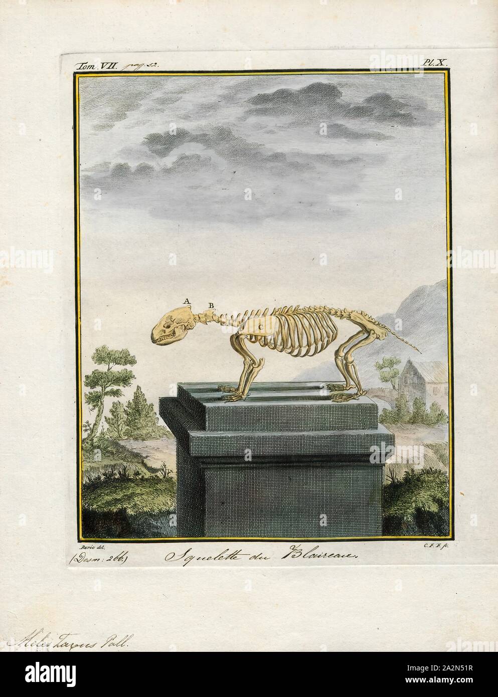 Meles taxus, Print, skeleton Stock Photo - Alamy