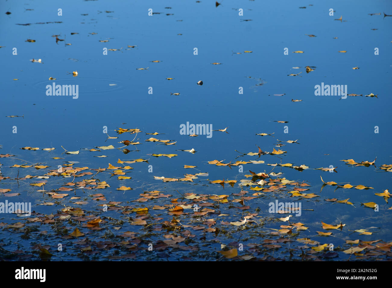 Leafs floating in water hi-res stock photography and images - Alamy