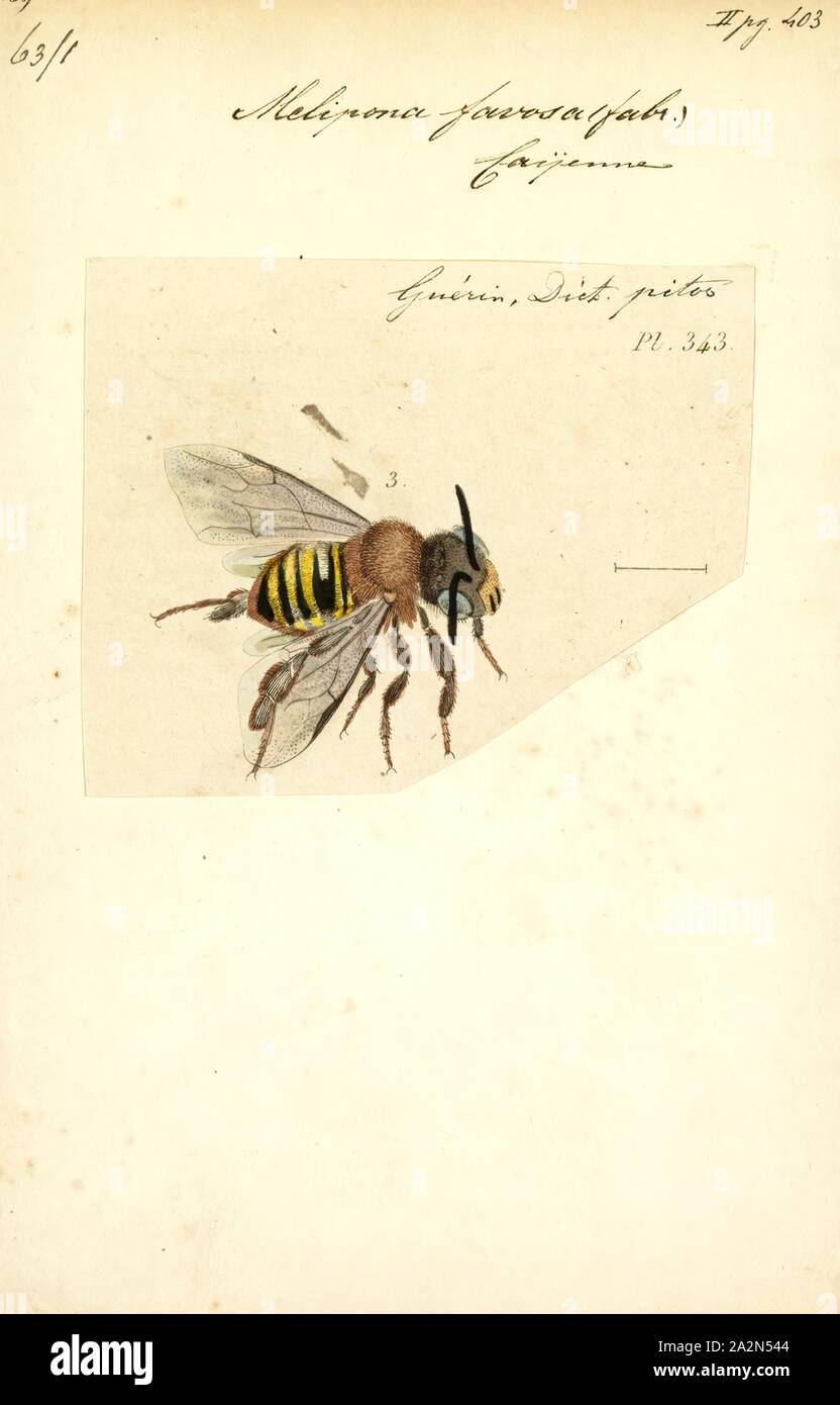 Stingless bee mexico hi-res stock photography and images - Alamy