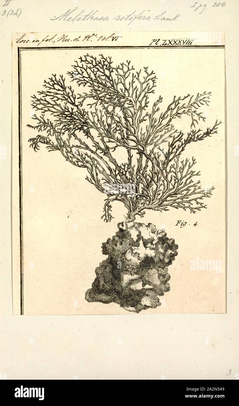 Melithaea retifera hi-res stock photography and images - Alamy