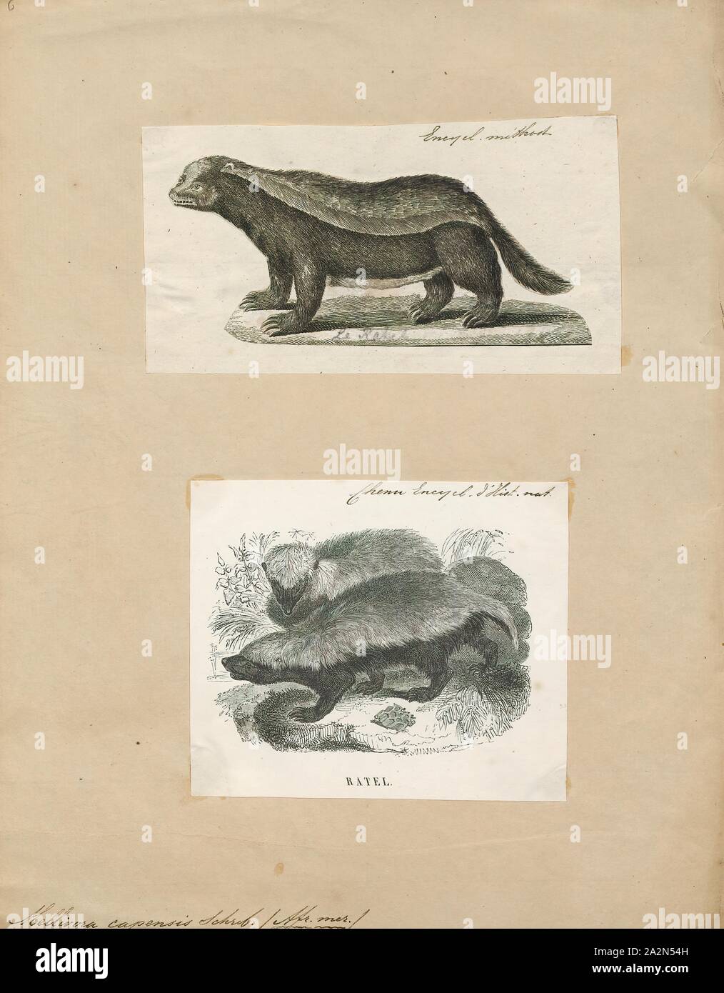 Mellivora capensis, Print, The honey badger (Mellivora capensis), also ...