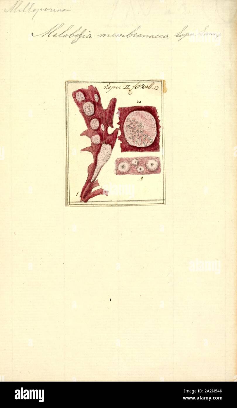 Melobesia membranacea, Print, Melobesia membranacea is a small marine ...