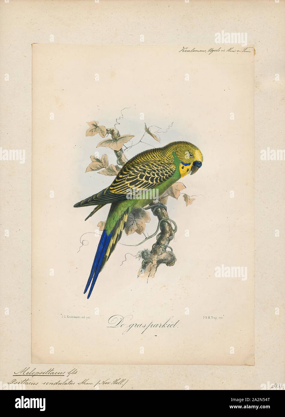 Parrot markings hi-res stock photography and images - Alamy