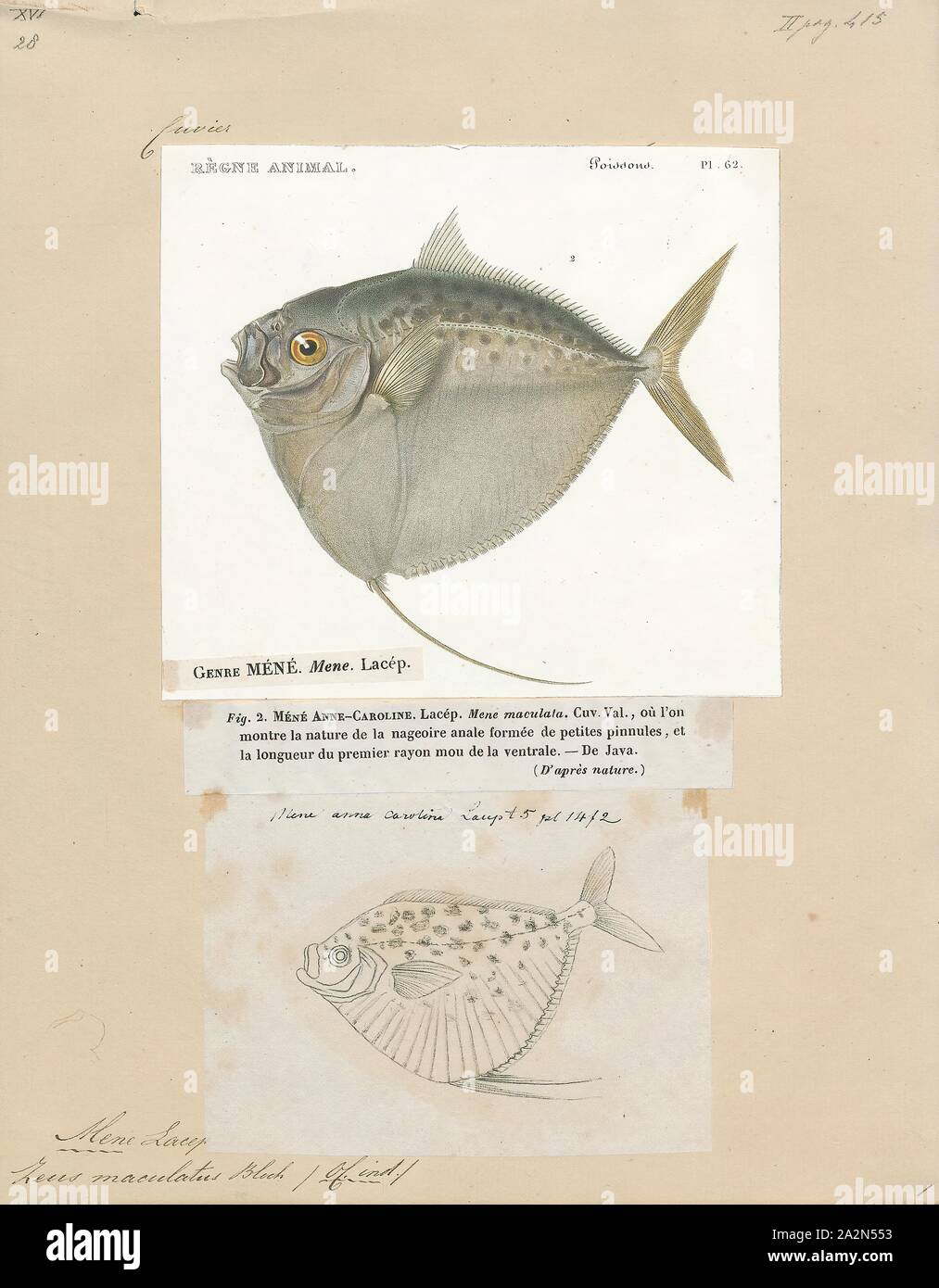 Mene maculata, Print, Mene maculata, the Moonfish, is the only extant ...