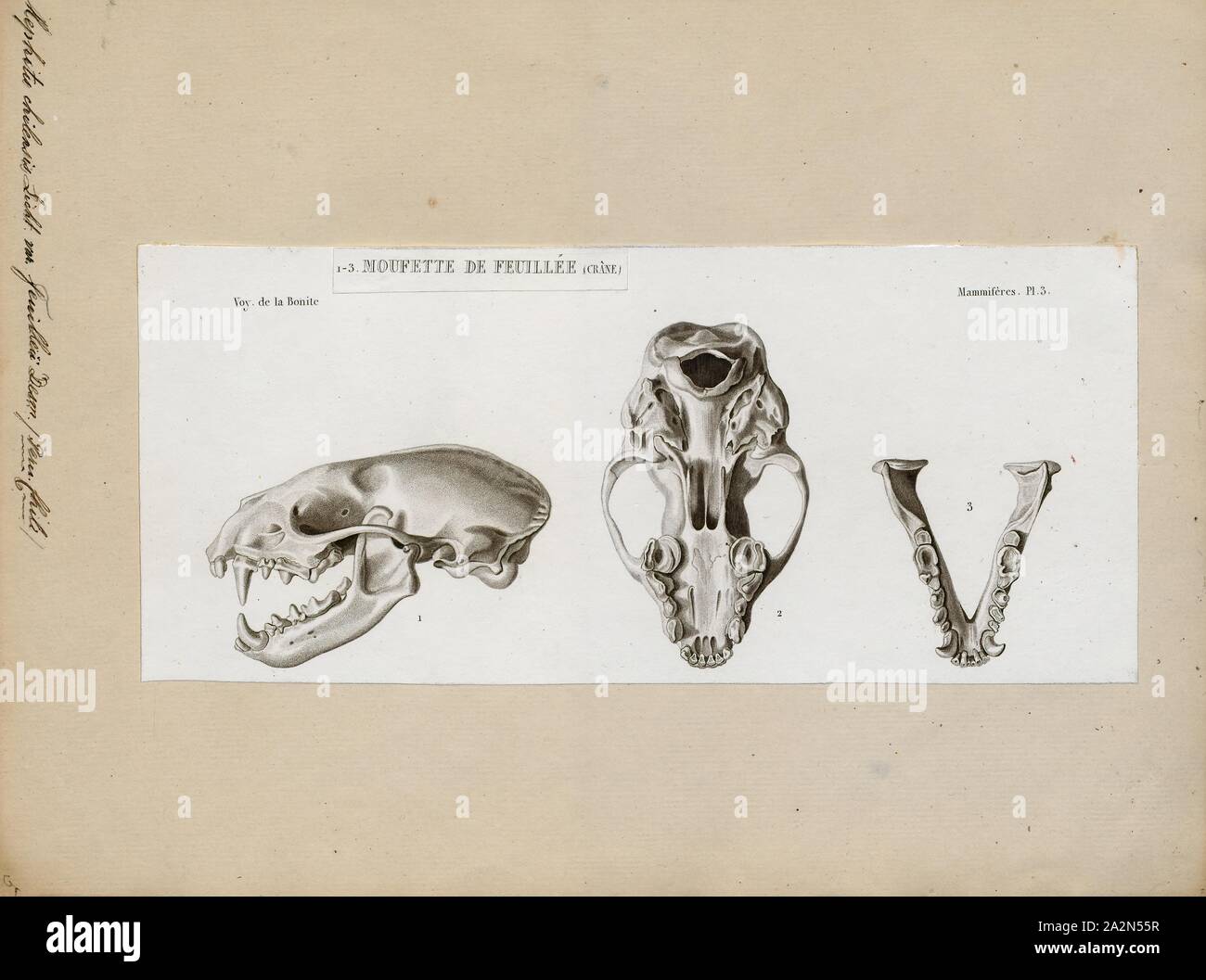 Mephitis chilensis hi-res stock photography and images - Alamy