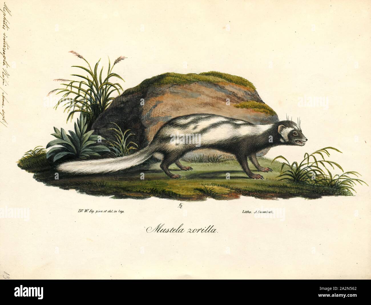 Mephitis interrupta, Print, 1700-1880 Stock Photo - Alamy