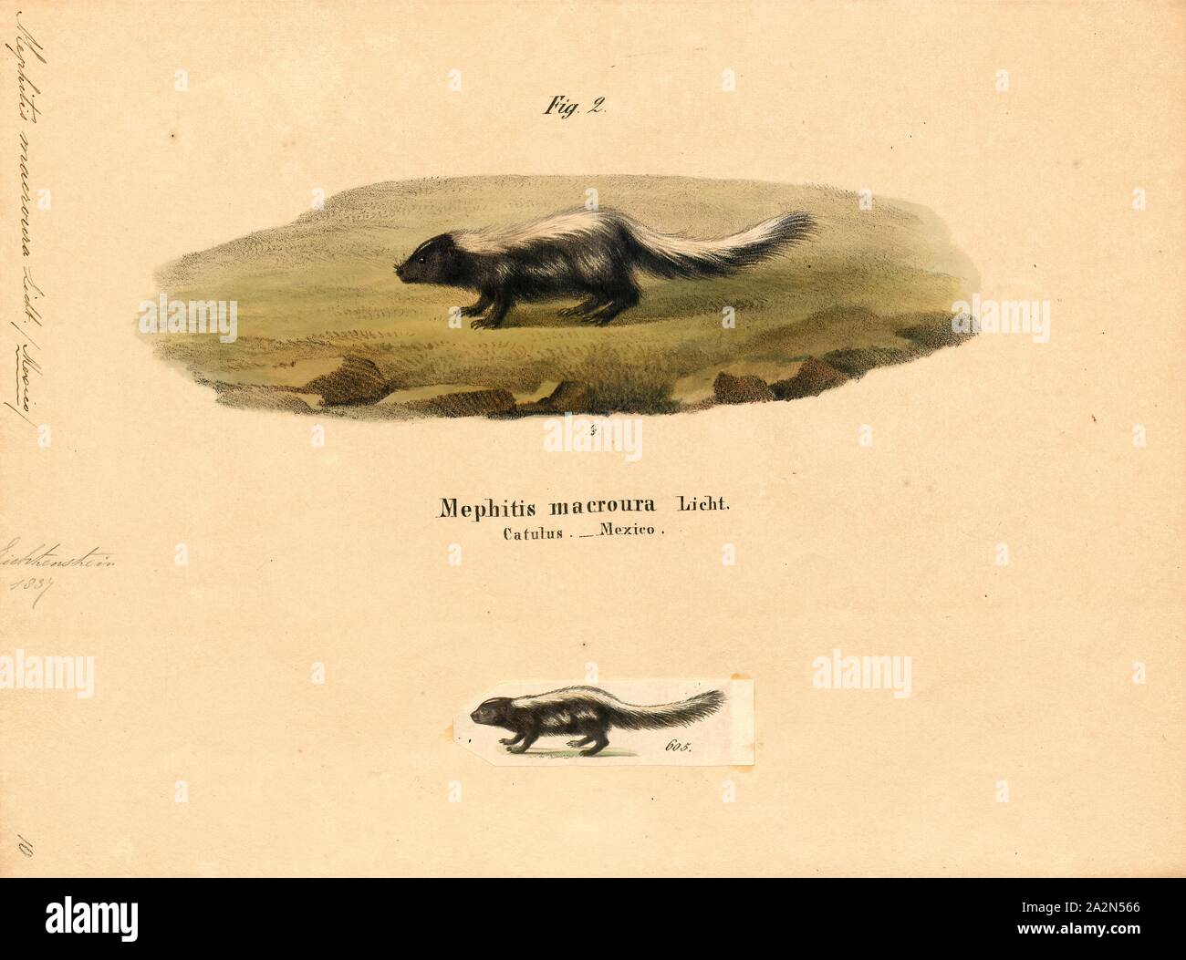 Family mephitidae hi-res stock photography and images - Alamy