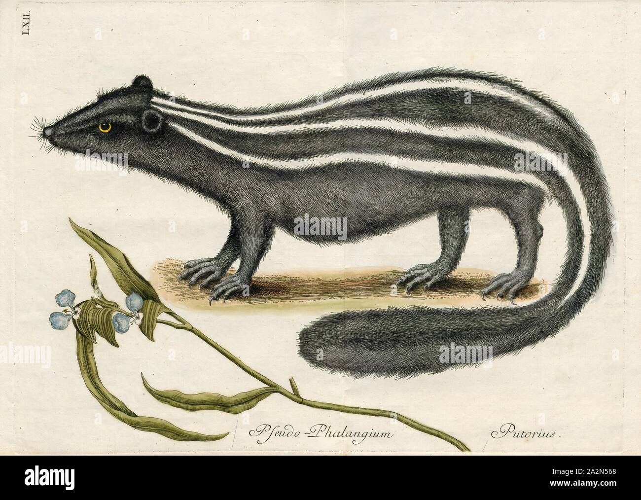 Mephitis mapurito, Print, 1700-1880 Stock Photo - Alamy