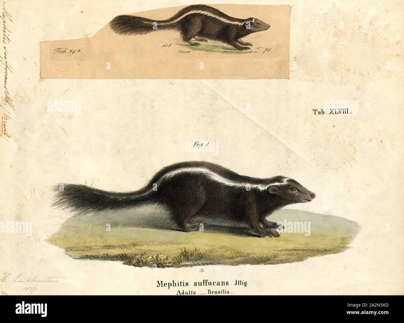 Mephitis suffocans hi-res stock photography and images - Alamy