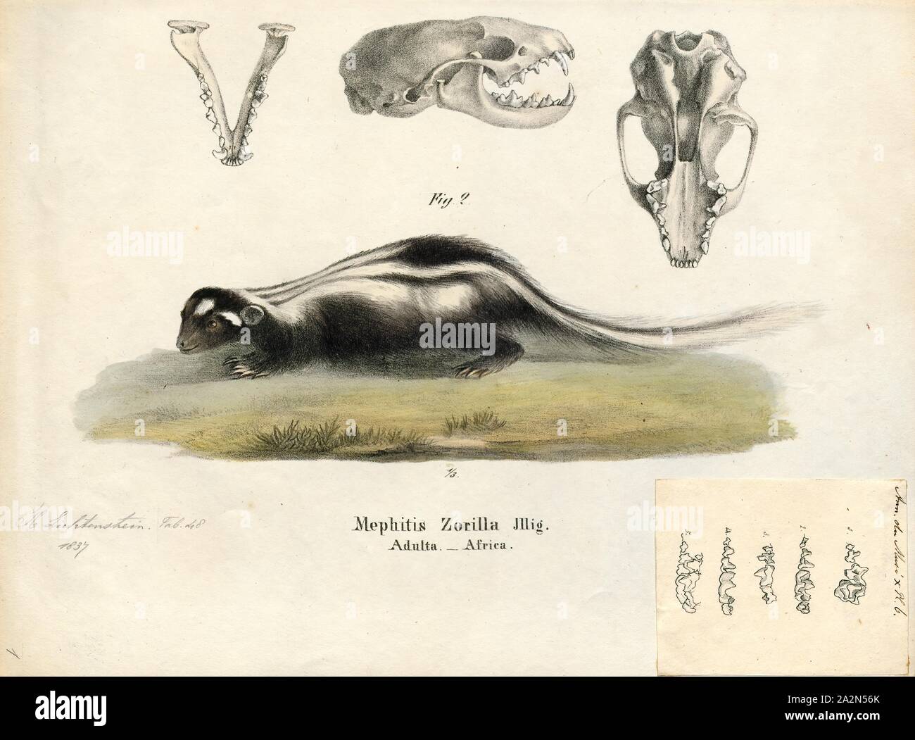 Mephitis Mephitis Skull