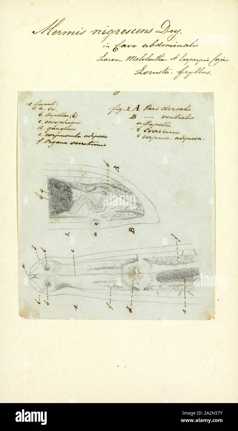 Mermis nigrescens hi-res stock photography and images - Alamy