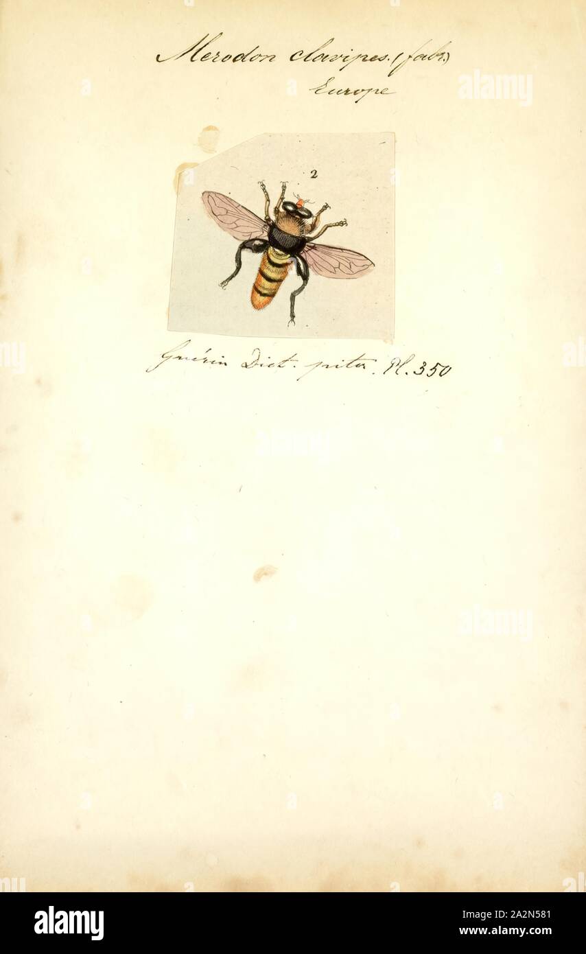 Afrotropic ecozones hi-res stock photography and images - Alamy