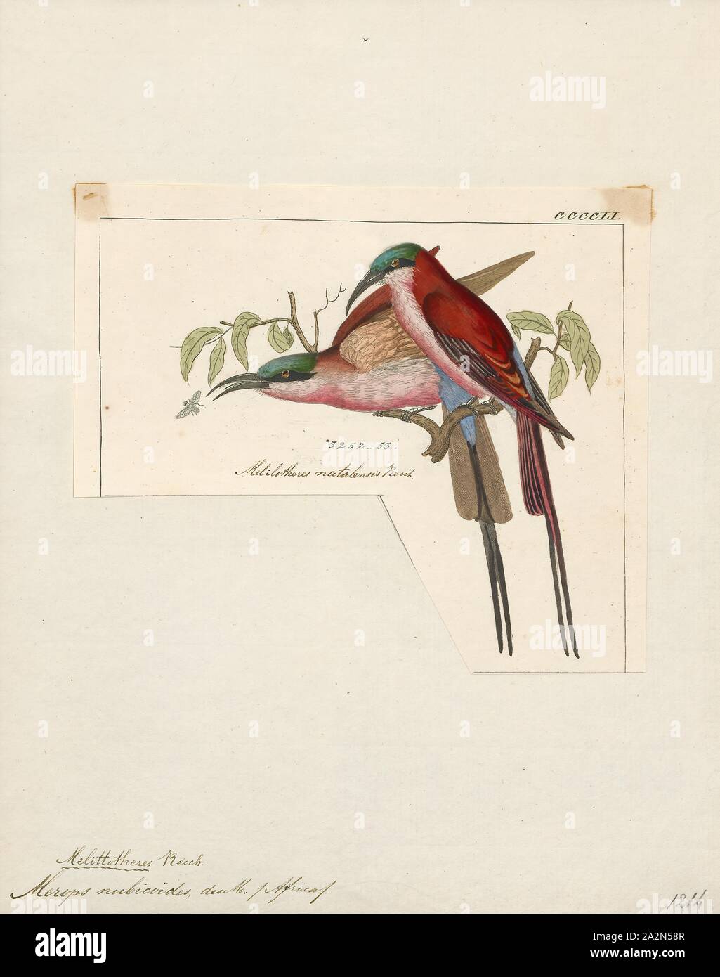 Merops nubicoides, Print, The southern carmine bee-eater (Merops ...