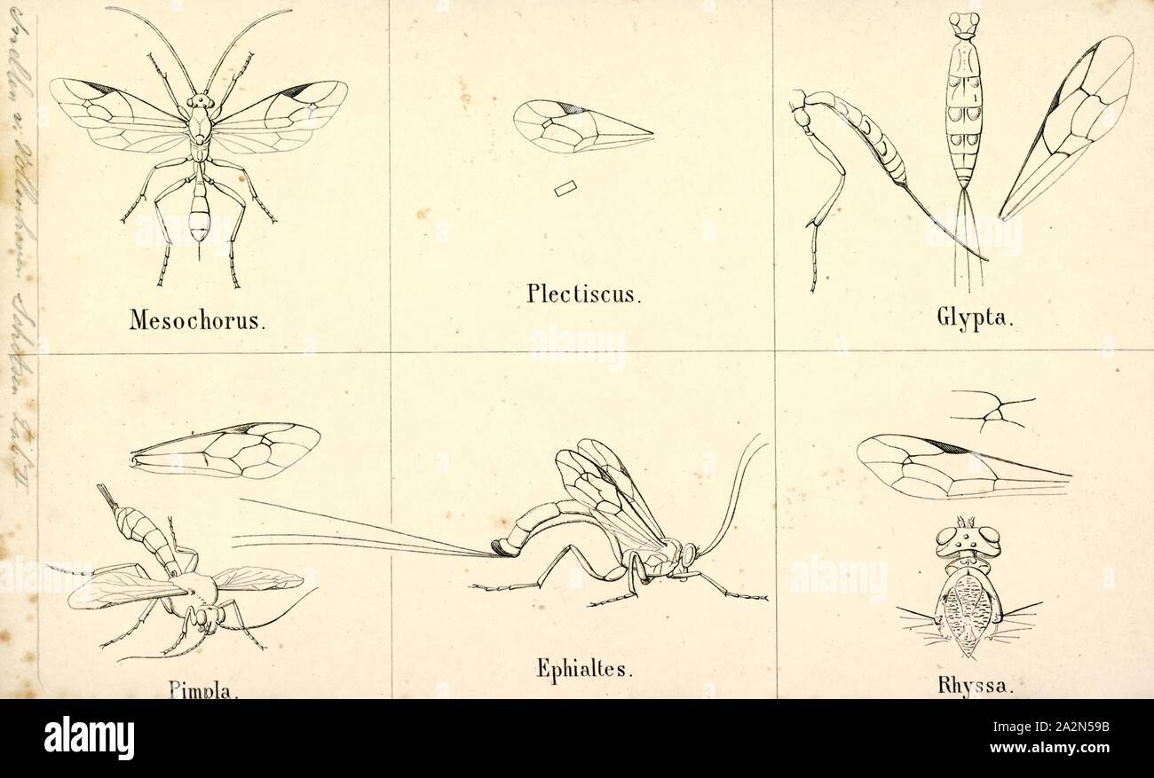 Mesochorus, Print, Mesochorus is a genus of ichneumon wasps in the ...