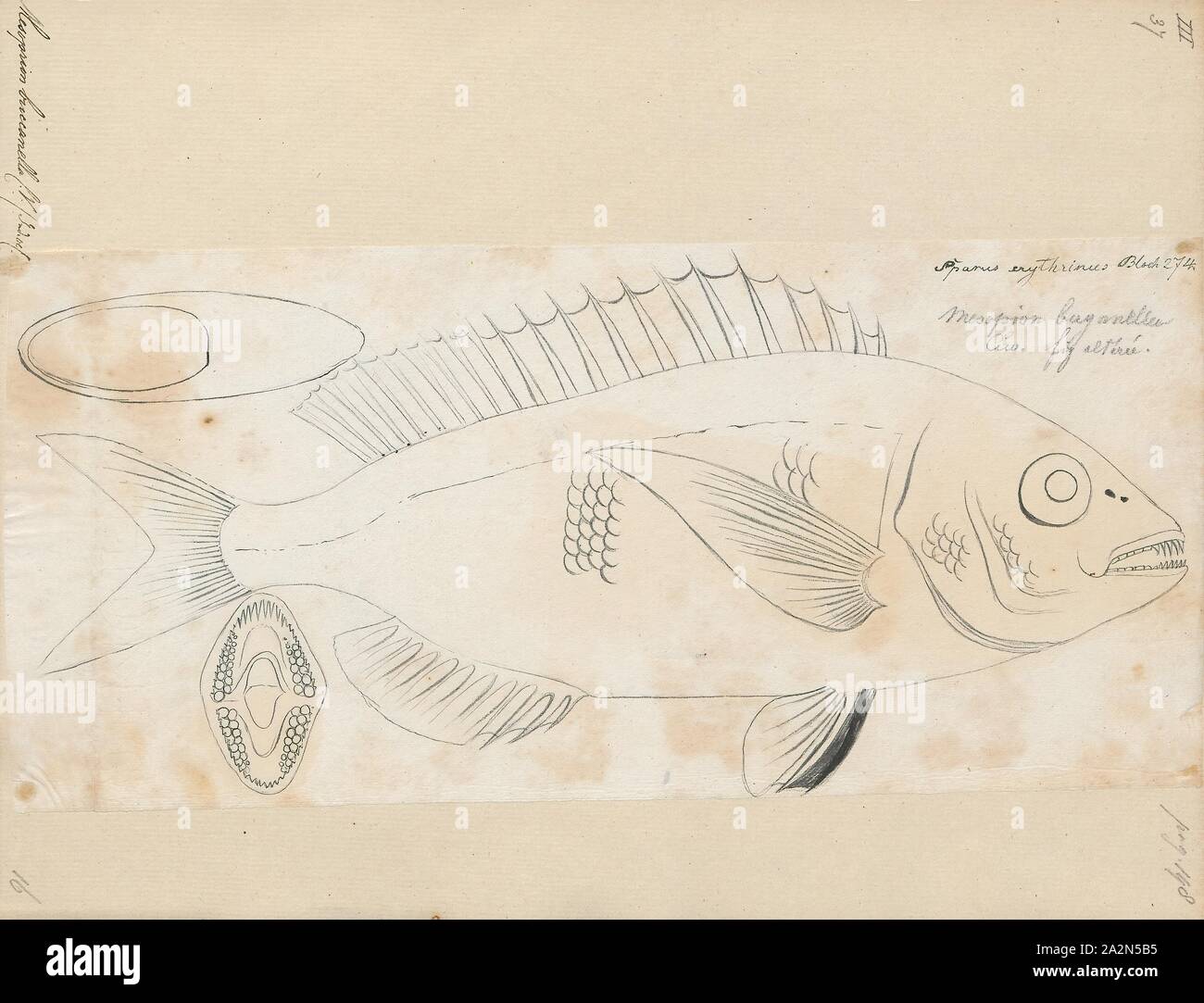 Mesoprion buccanella, Print, The blackfin snapper (Lutjanus buccanella ...