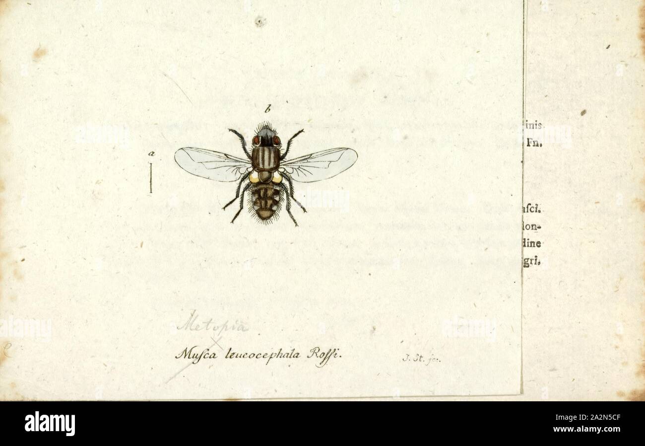 50 described species hi-res stock photography and images - Alamy