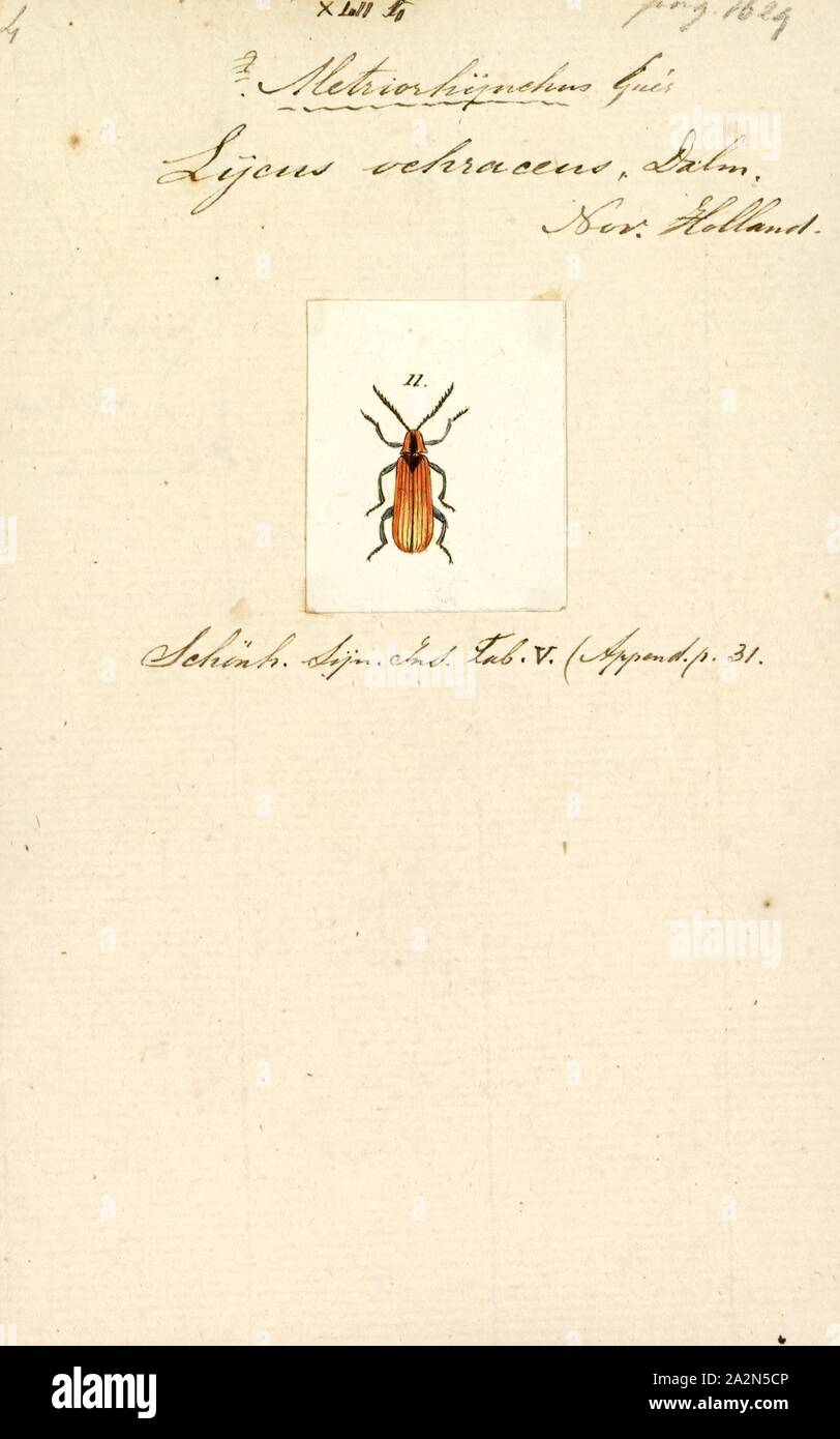 Metriorrhynchus, Print, Metriorrynchus is a genus of beetles in the ...