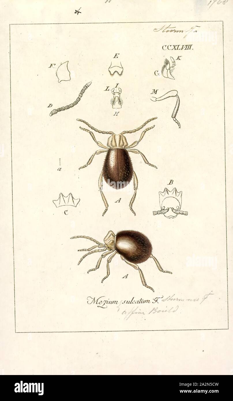 Recently described african endemics hi-res stock photography and images ...