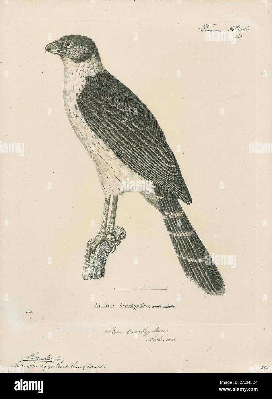 Range falcon hi-res stock photography and images - Alamy